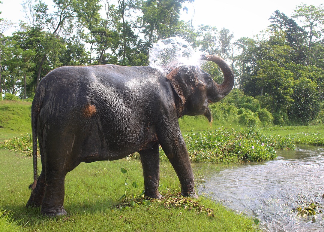 Elephant Happy Hour, an ethical elephant alternative - Discoveny