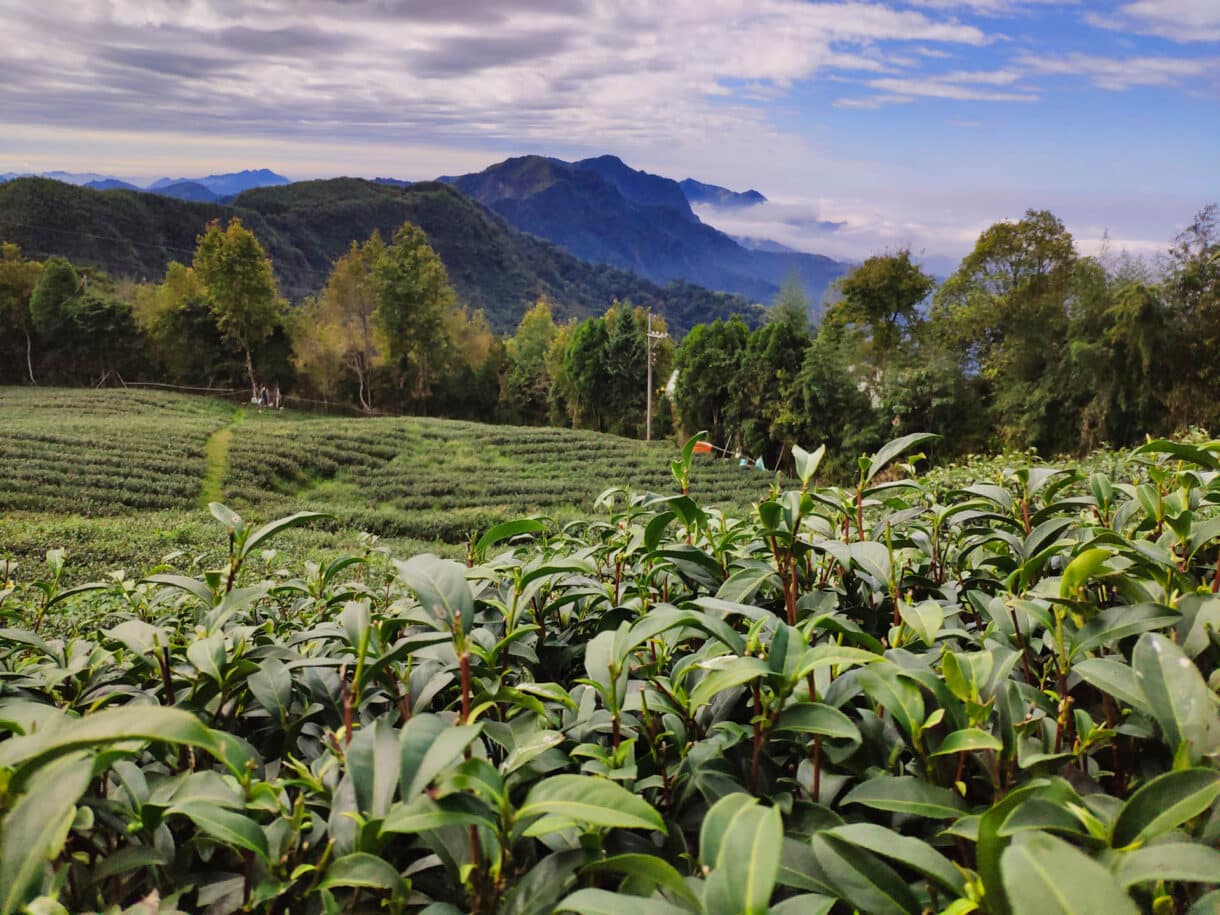Avoid tourists with these hidden Taiwan tea trails - Discoveny