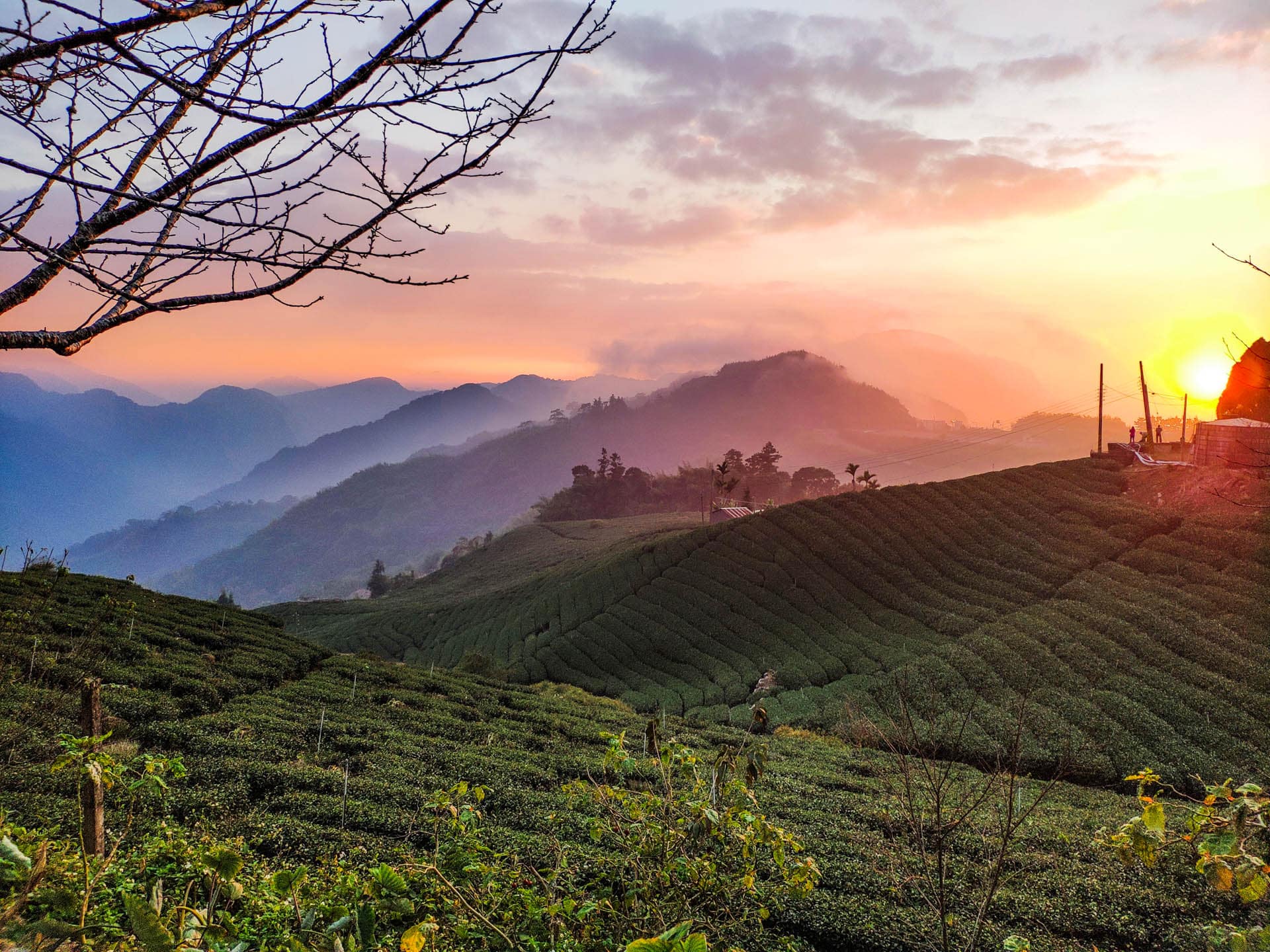 Avoid tourists with these hidden Taiwan tea trails - Discoveny