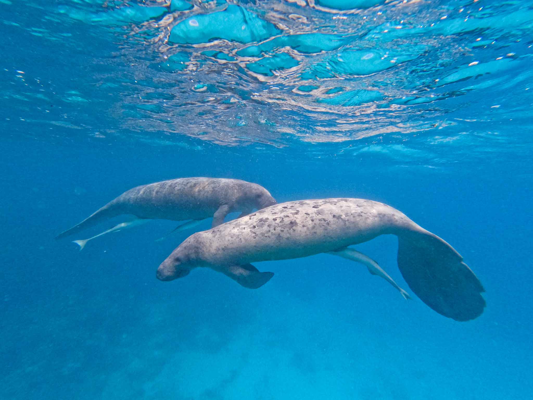 Swim with manatees in Belize: Everything you need to know [2024 ...