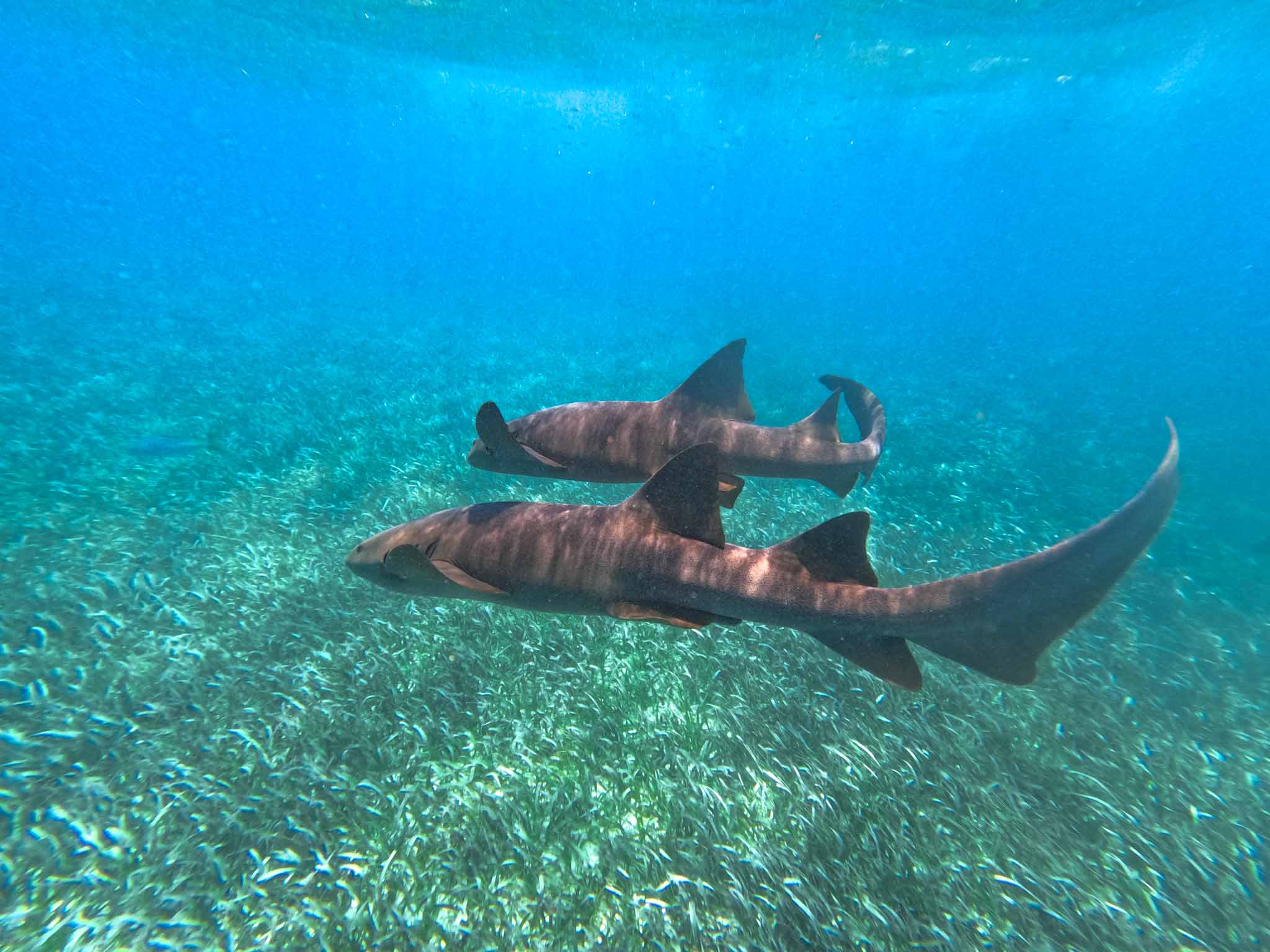 Snorkelling with sharks in Belize: your ULTIMATE guide [2024] - Discoveny