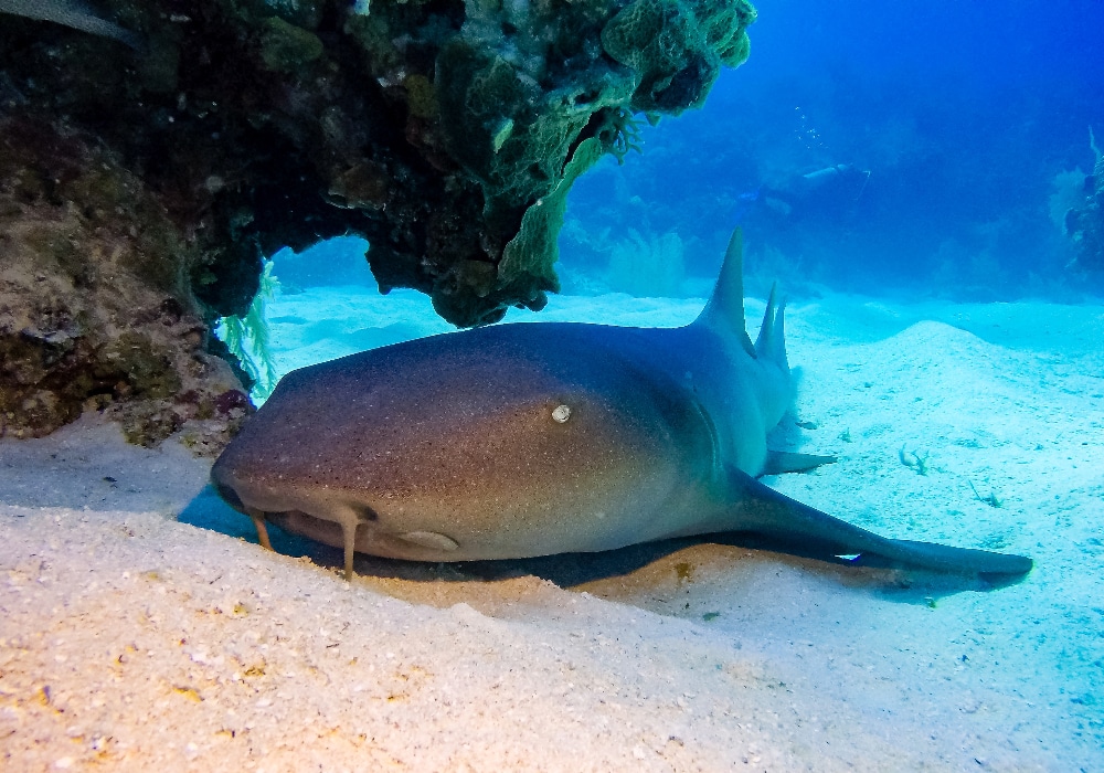 Snorkelling with sharks in Belize: your ULTIMATE guide [2024] - Discoveny