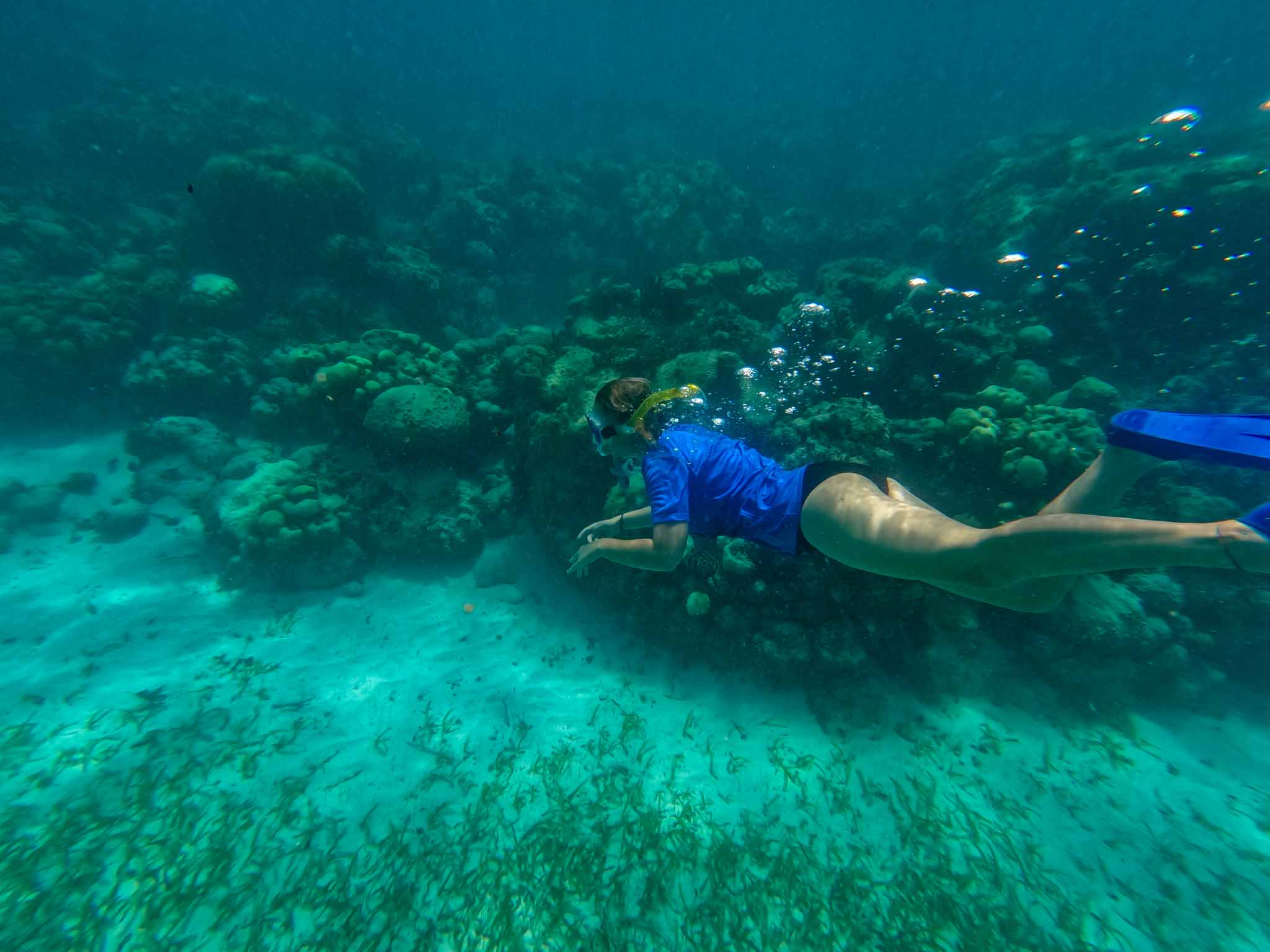 Snorkelling with sharks in Belize: your ULTIMATE guide [2024] - Discoveny