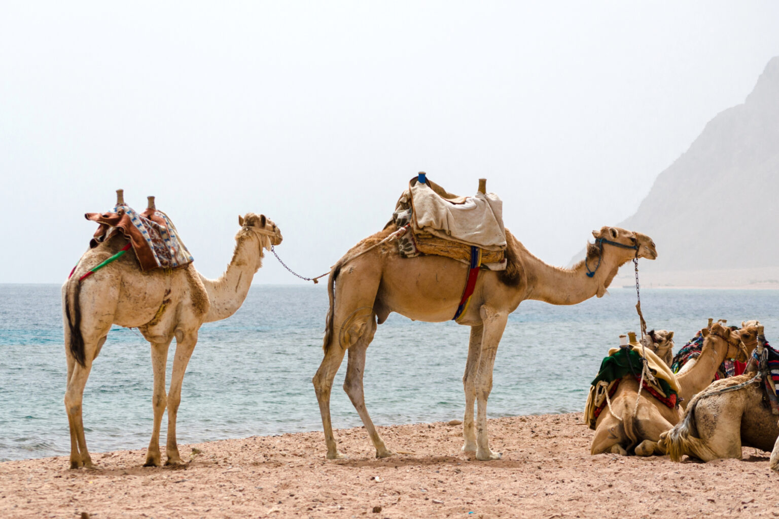 Sharm el Sheikh VS Dahab: Where's best in Egypt for your Red Sea diving ...