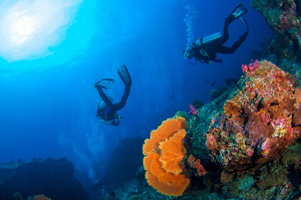 The Ultimate Guide to Diving in Cozumel, Mexico - Discoveny