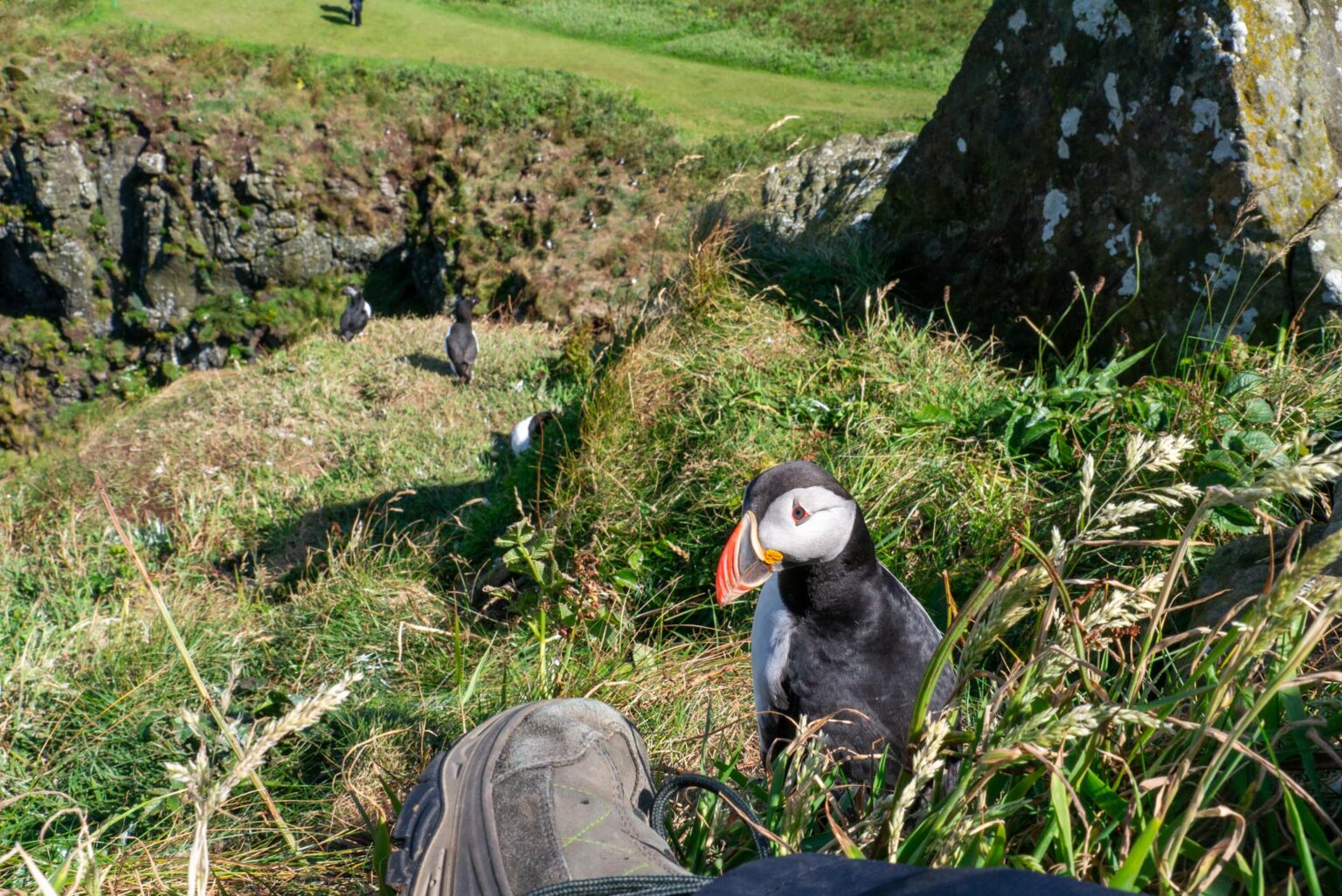 17 Best Places to see Puffins in Scotland - Discoveny