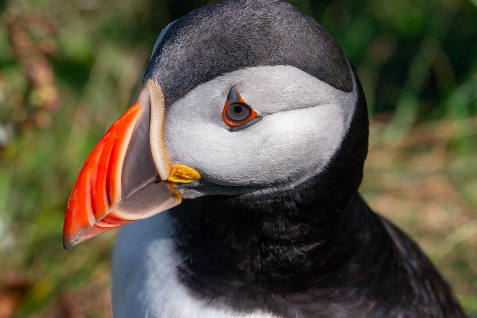 17 Best Places to see Puffins in Scotland - Discoveny