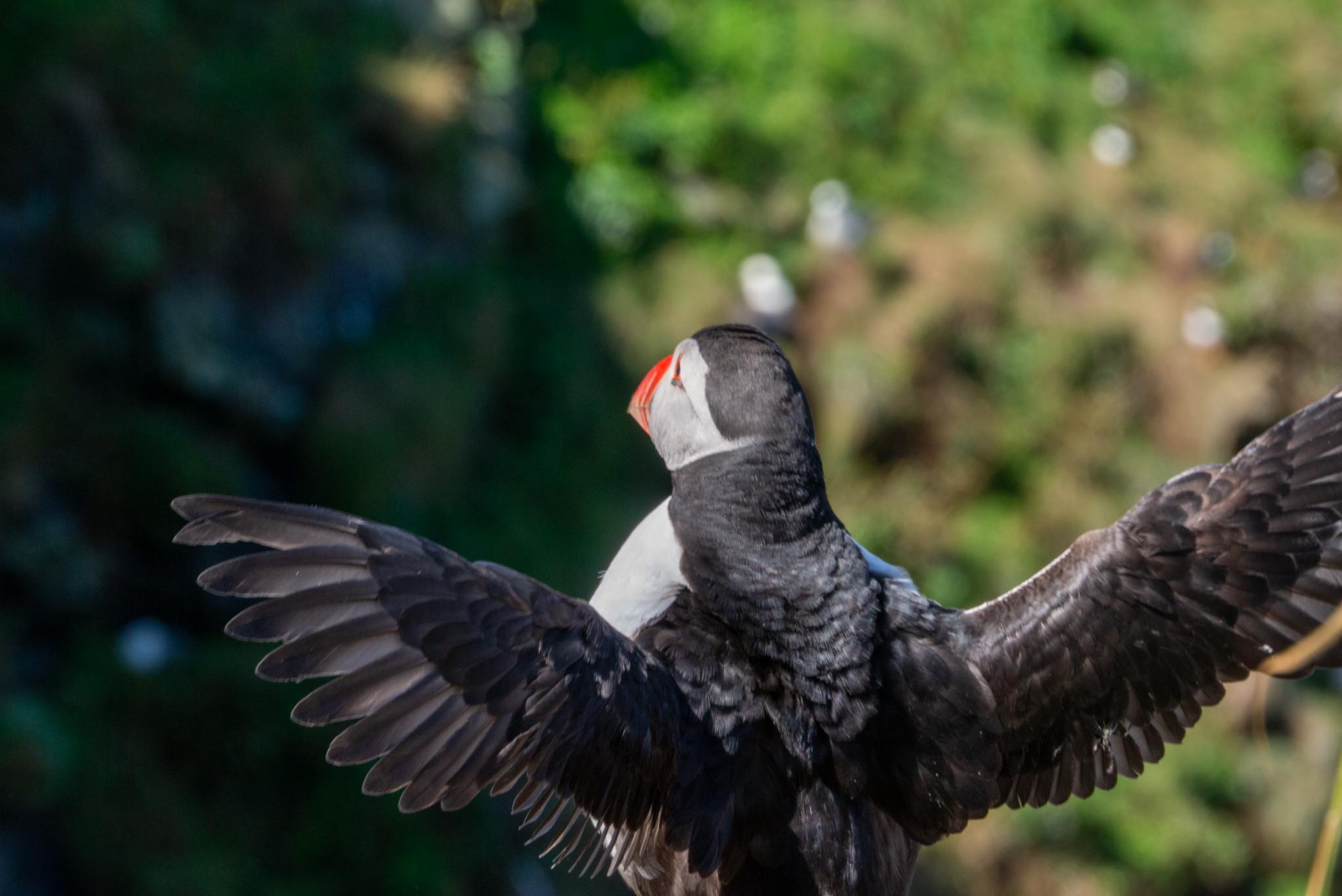 17 Best Places to see Puffins in Scotland - Discoveny