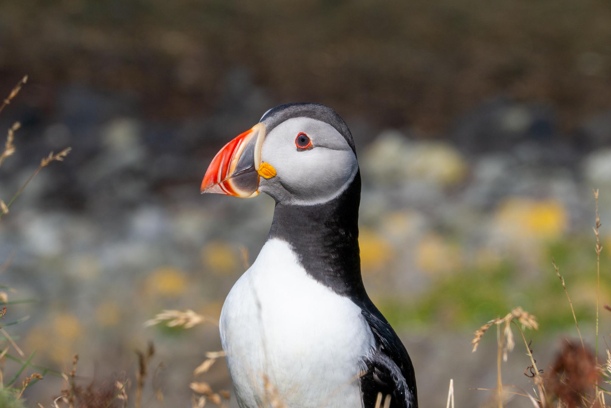 17 Best Places to see Puffins in Scotland - Discoveny