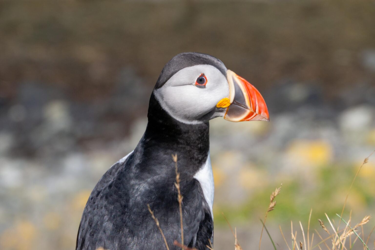 17 Best Places to see Puffins in Scotland - Discoveny
