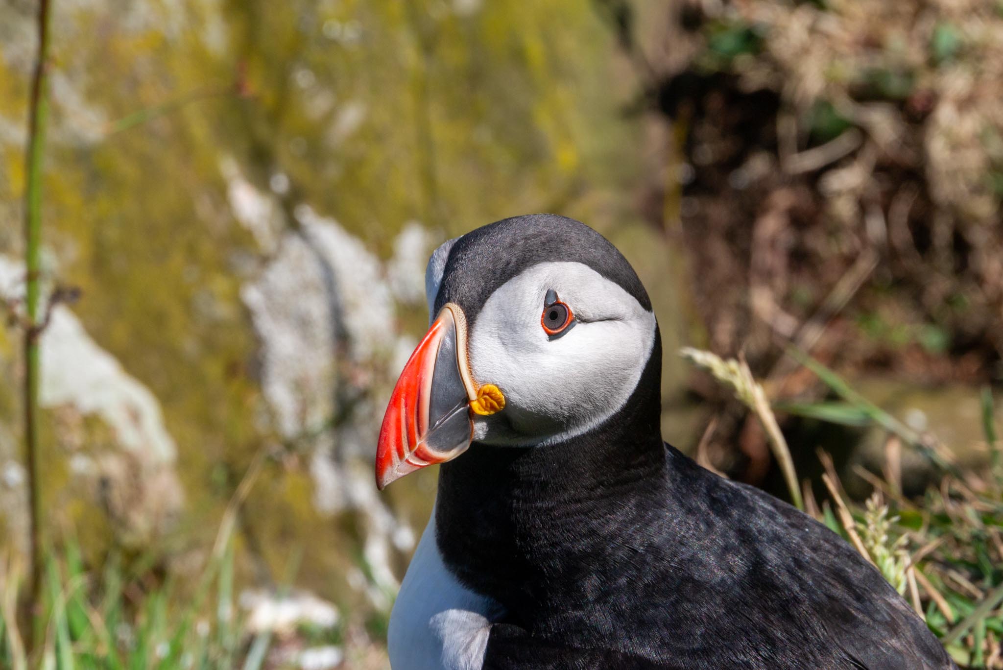 17 Best Places to see Puffins in Scotland - Discoveny
