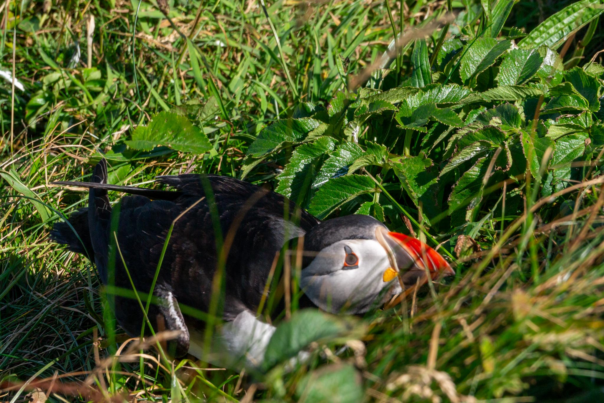 17 Best Places to see Puffins in Scotland - Discoveny
