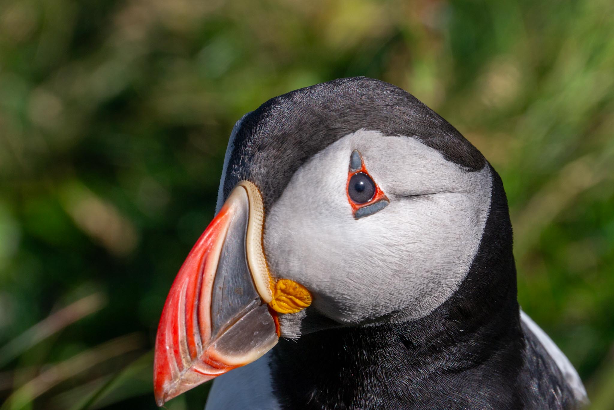 17 Best Places to see Puffins in Scotland - Discoveny