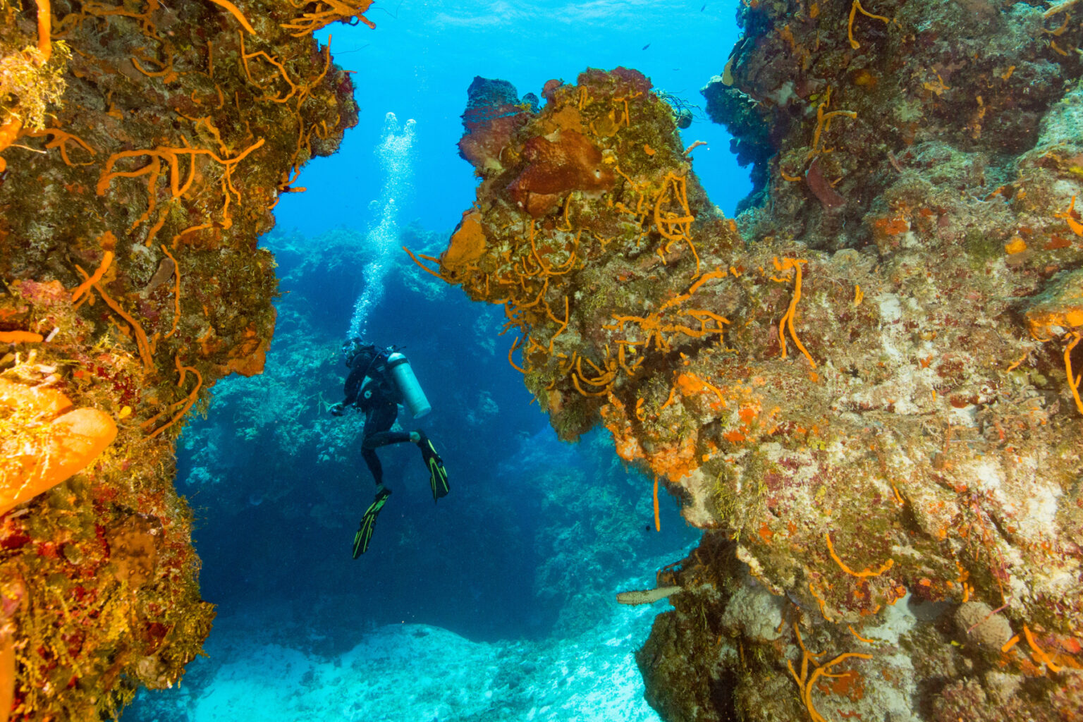 The Ultimate Guide to Diving in Cozumel, Mexico - Discoveny